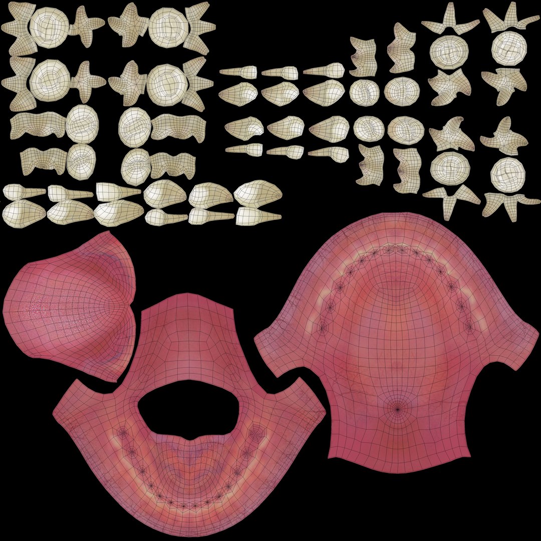 human mouth teeth 3d max