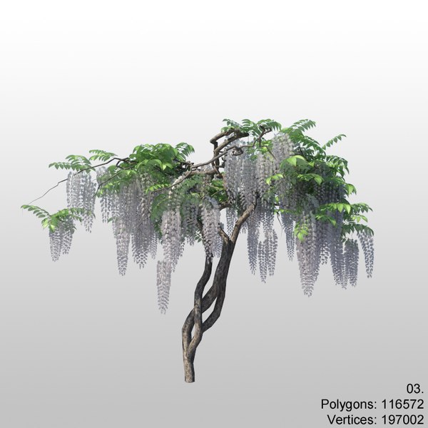 wisteria wysteria plant 3d model