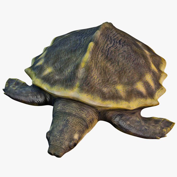 Snapping turtle 3D model - TurboSquid 1685650