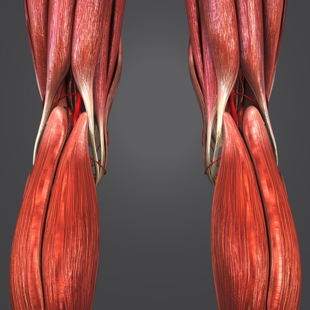 3D model human body muscles - TurboSquid 1268735