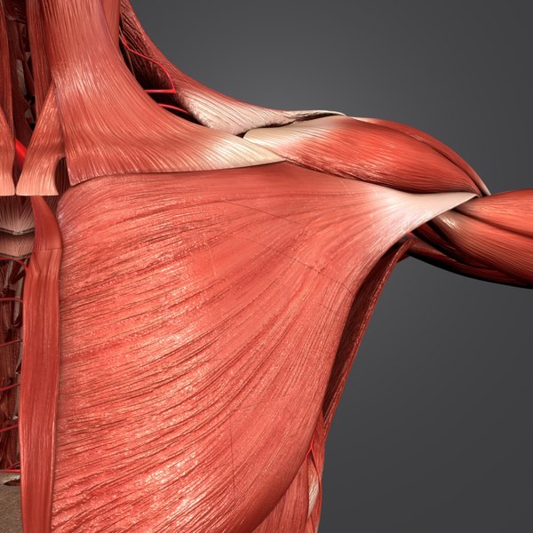 3D model human body muscles - TurboSquid 1268735