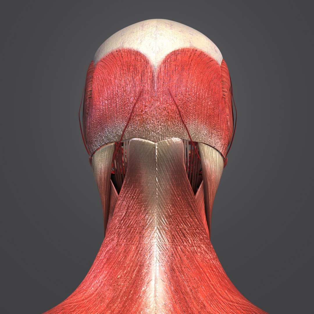 3D model human body muscles - TurboSquid 1268735