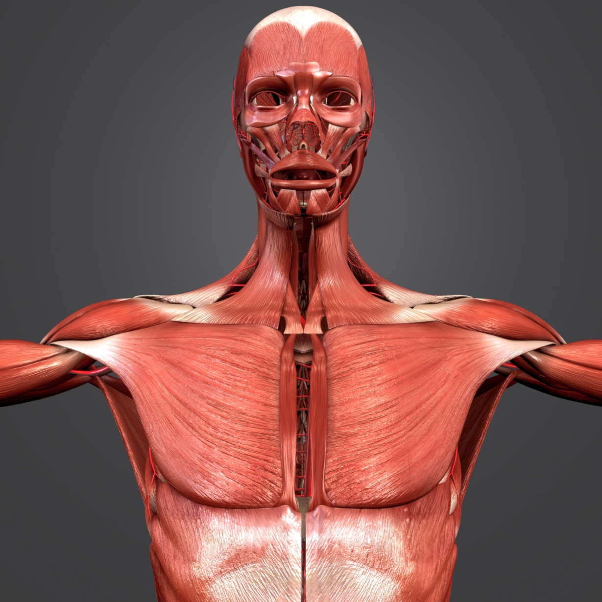 3D model human body muscles - TurboSquid 1268735