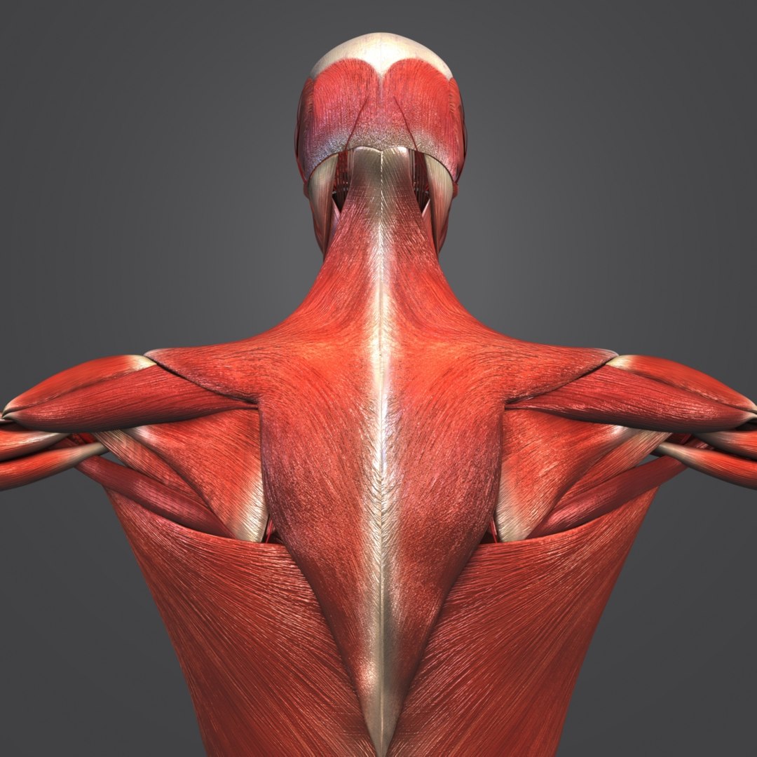 3D model human body muscles - TurboSquid 1268735