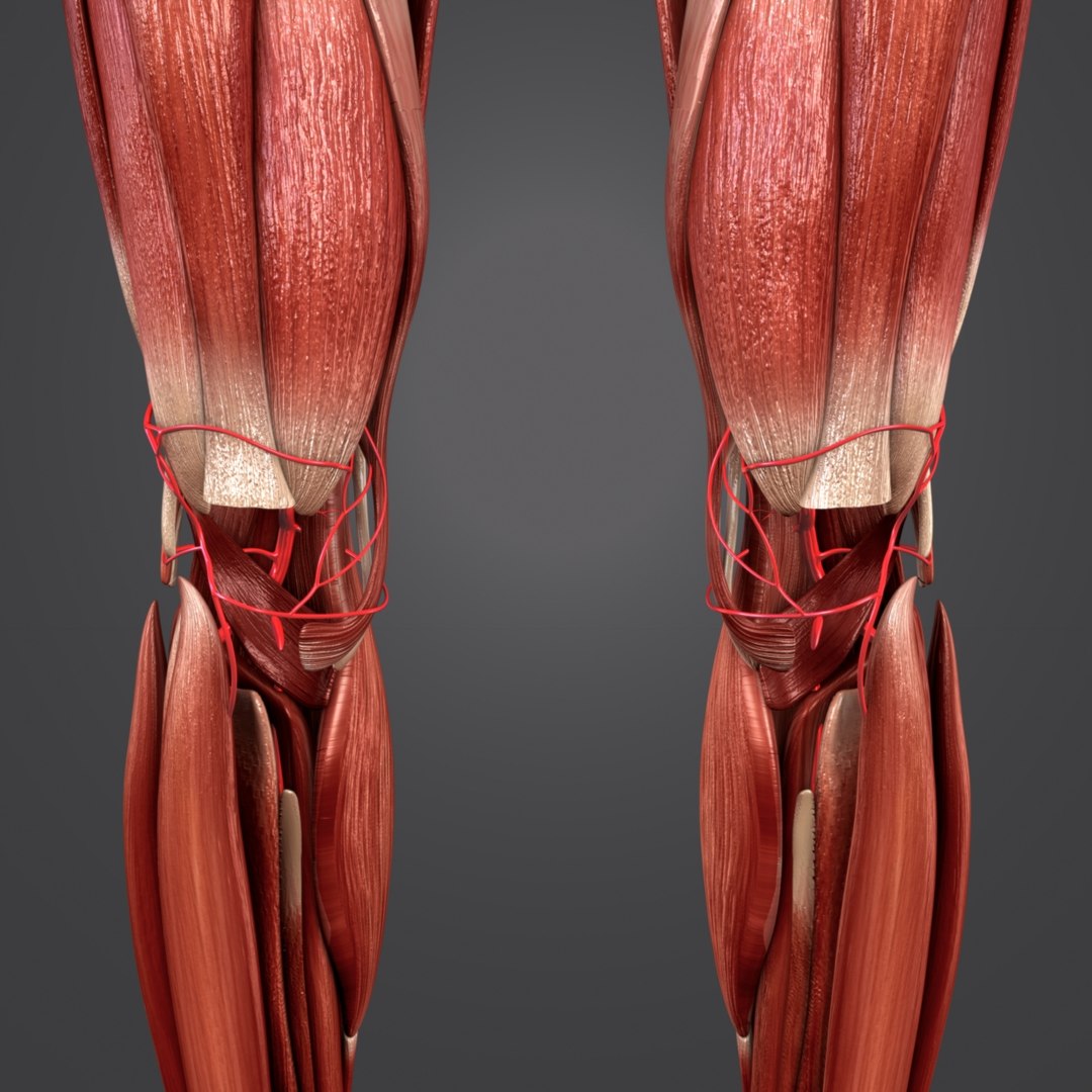 3D model human body muscles - TurboSquid 1268735