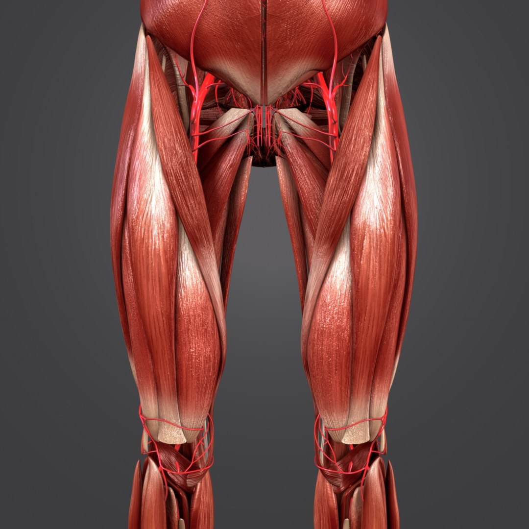3D model human body muscles - TurboSquid 1268735