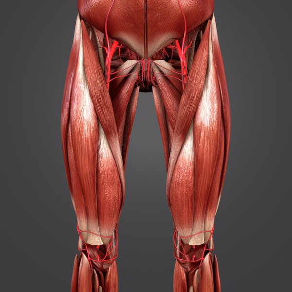 3D model human body muscles - TurboSquid 1268735