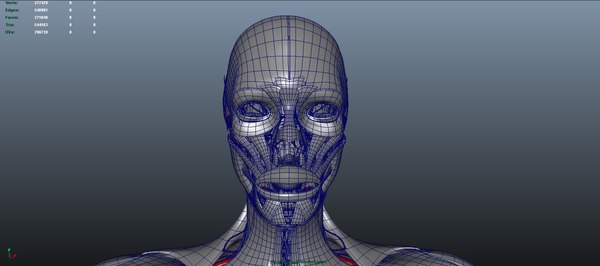3D model human body muscles - TurboSquid 1268735