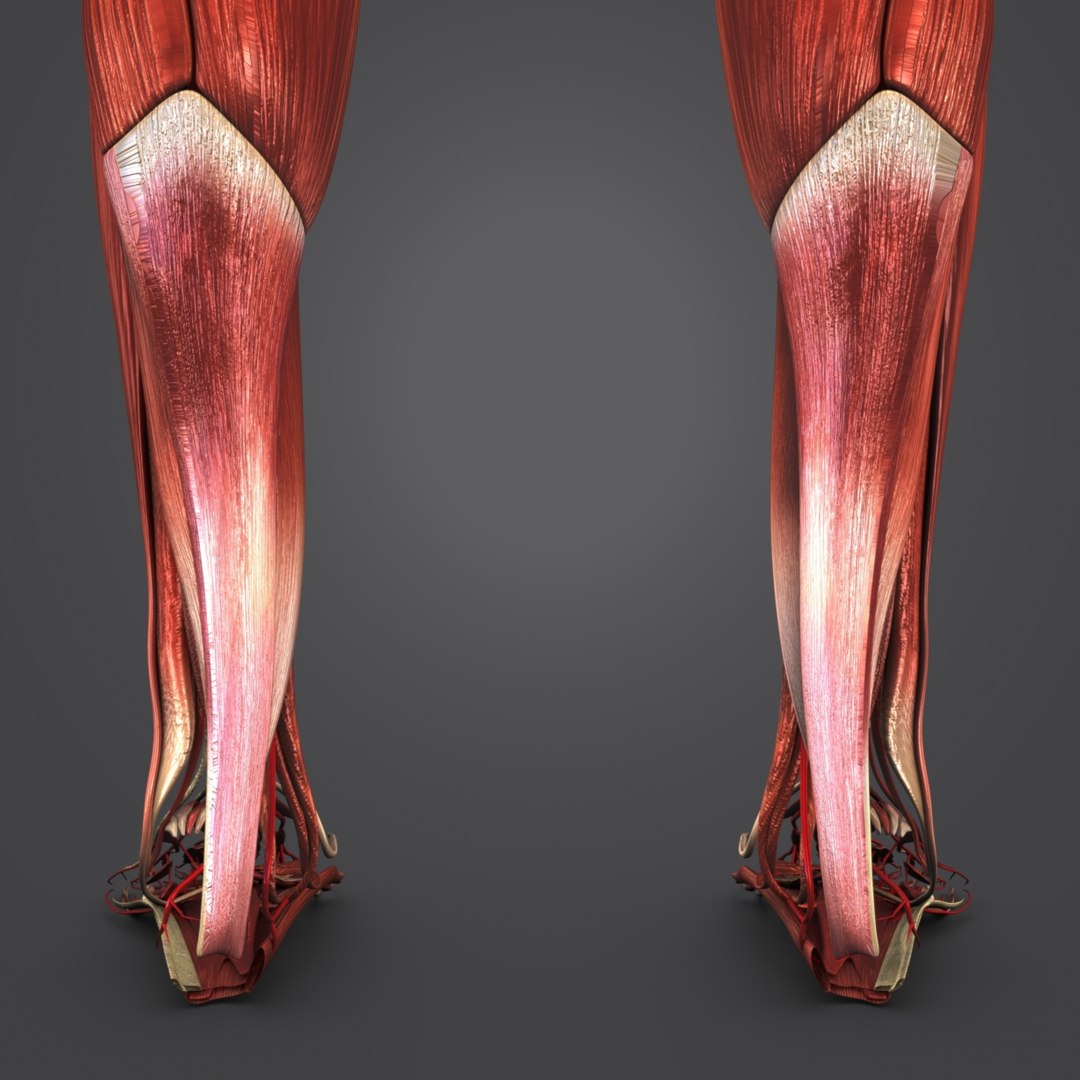 3D model human body muscles - TurboSquid 1268735