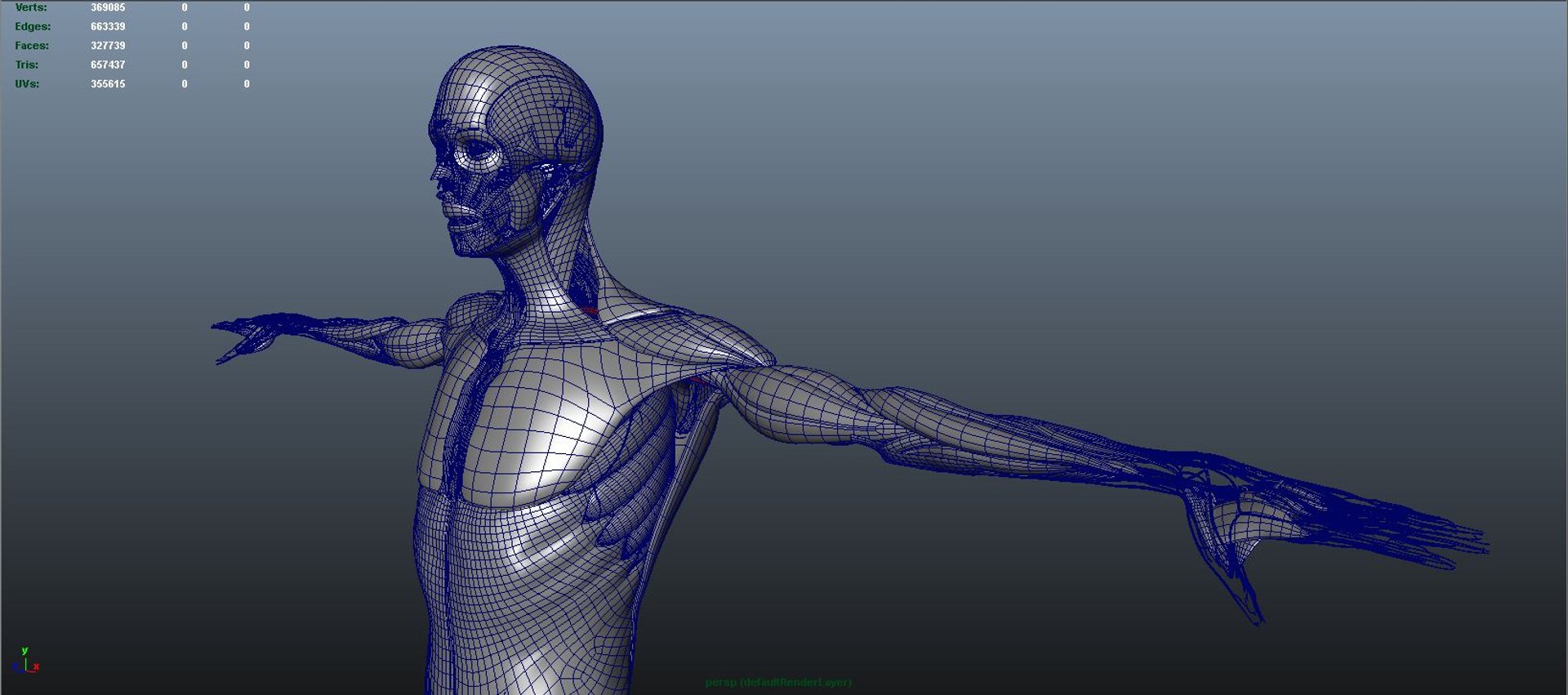 3D model human body muscles - TurboSquid 1268735