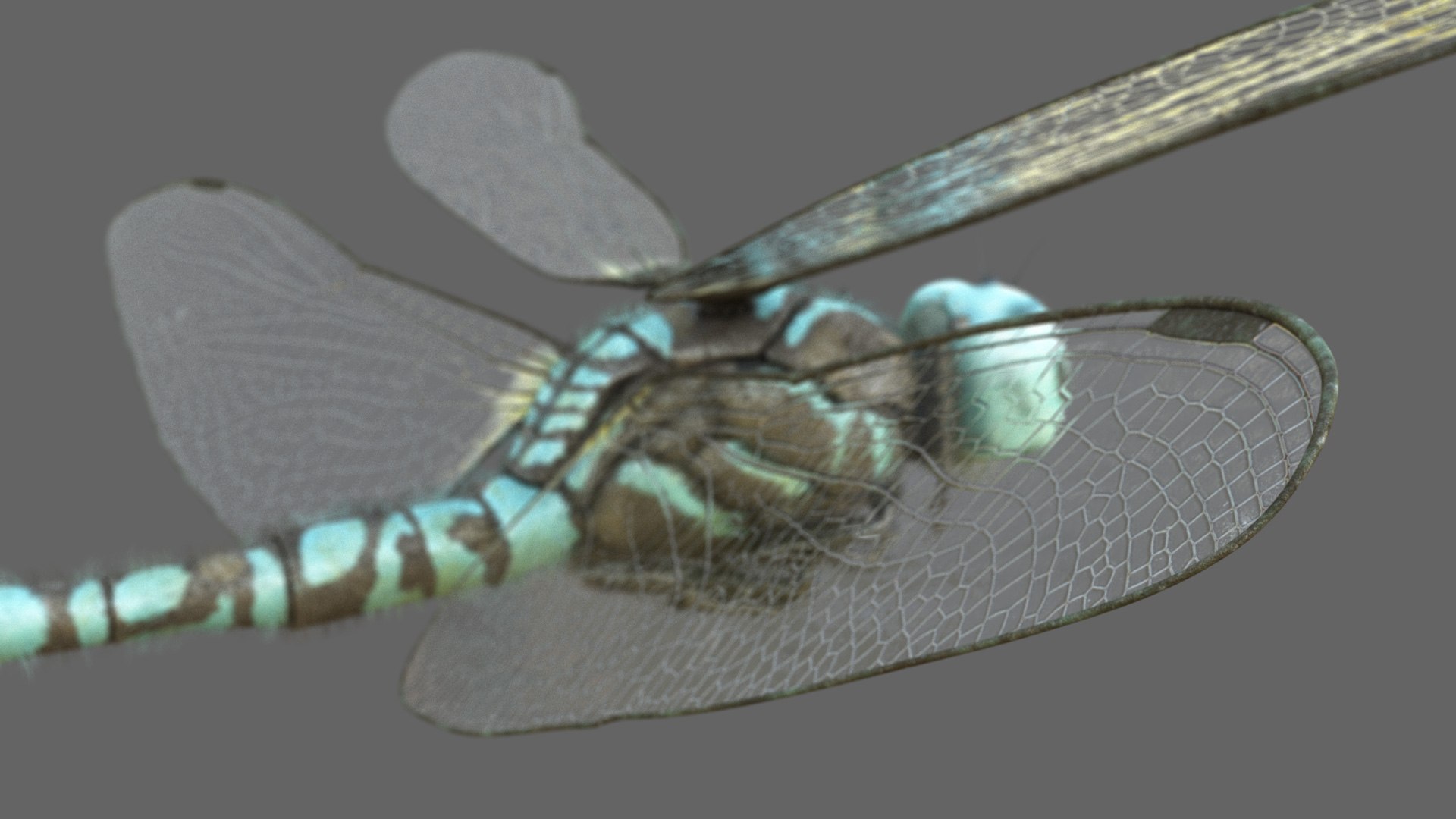3D Dragonfly Rigged Animated 8K PBR Textures model - TurboSquid 2002495