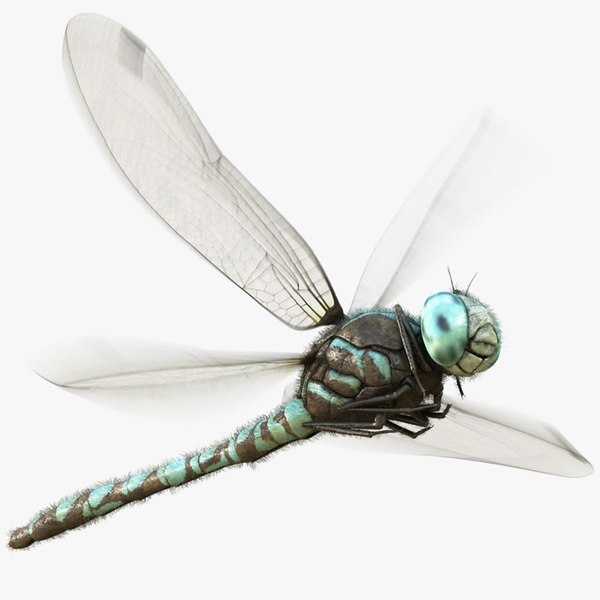 modelo 3d Dragonfly Rigged Animated 8K PBR Texturas - TurboSquid 2002495