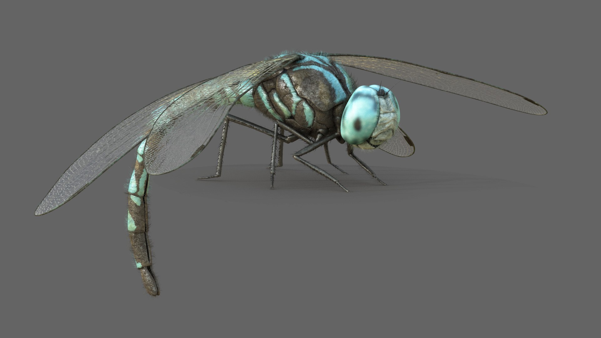 3D Dragonfly Rigged Animated 8K PBR Textures model - TurboSquid 2002495