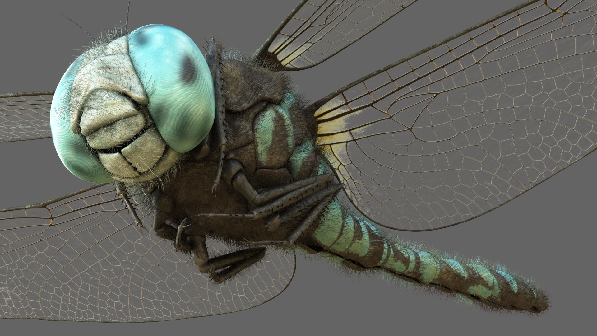 3D Dragonfly Rigged Animated 8K PBR Textures model - TurboSquid 2002495
