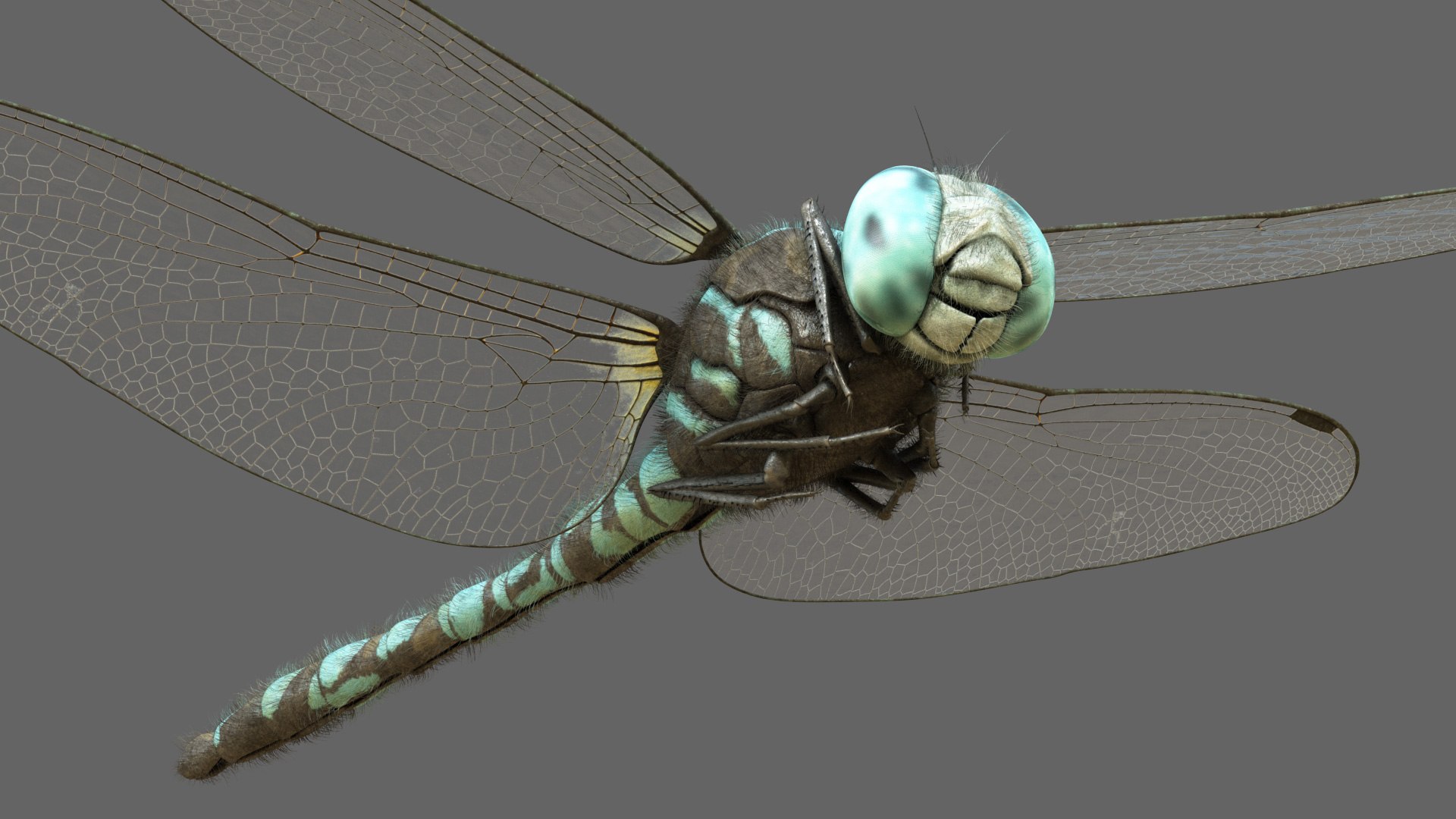 3D Dragonfly Rigged Animated 8K PBR Textures model - TurboSquid 2002495