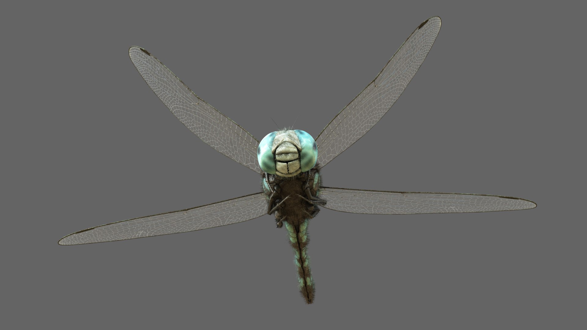 3D Dragonfly Rigged Animated 8K PBR Textures model - TurboSquid 2002495