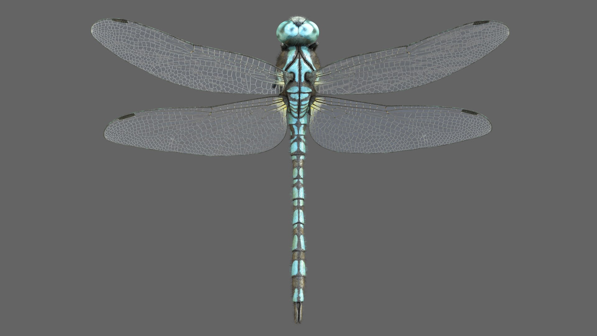3D Dragonfly Rigged Animated 8K PBR Textures model - TurboSquid 2002495