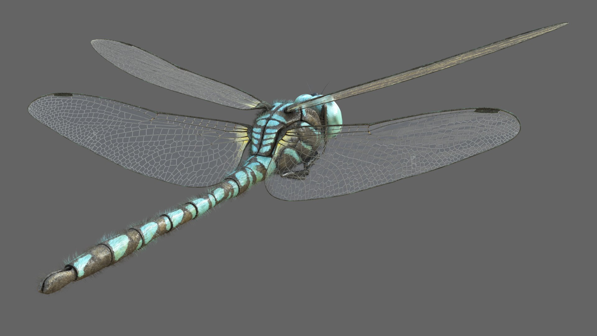 3D Dragonfly Rigged Animated 8K PBR Textures model - TurboSquid 2002495
