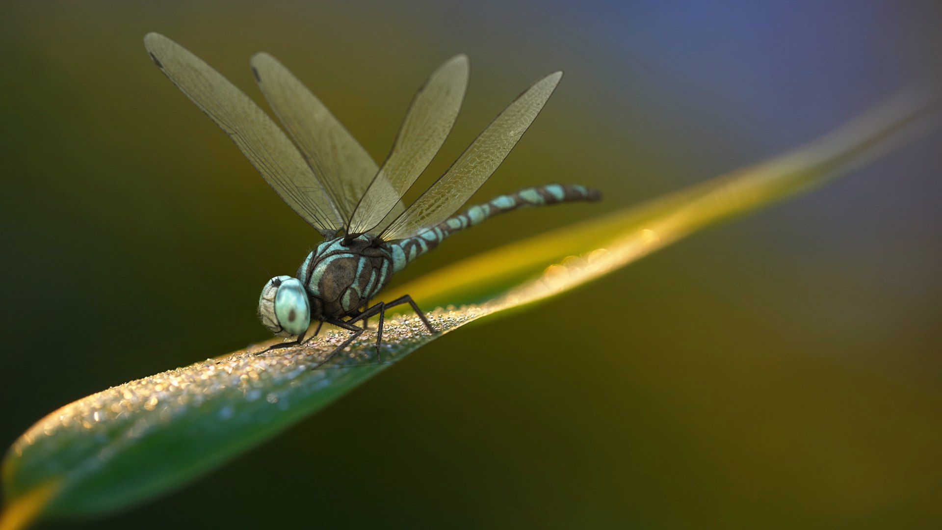 3D Dragonfly Rigged Animated 8K PBR Textures model - TurboSquid 2002495