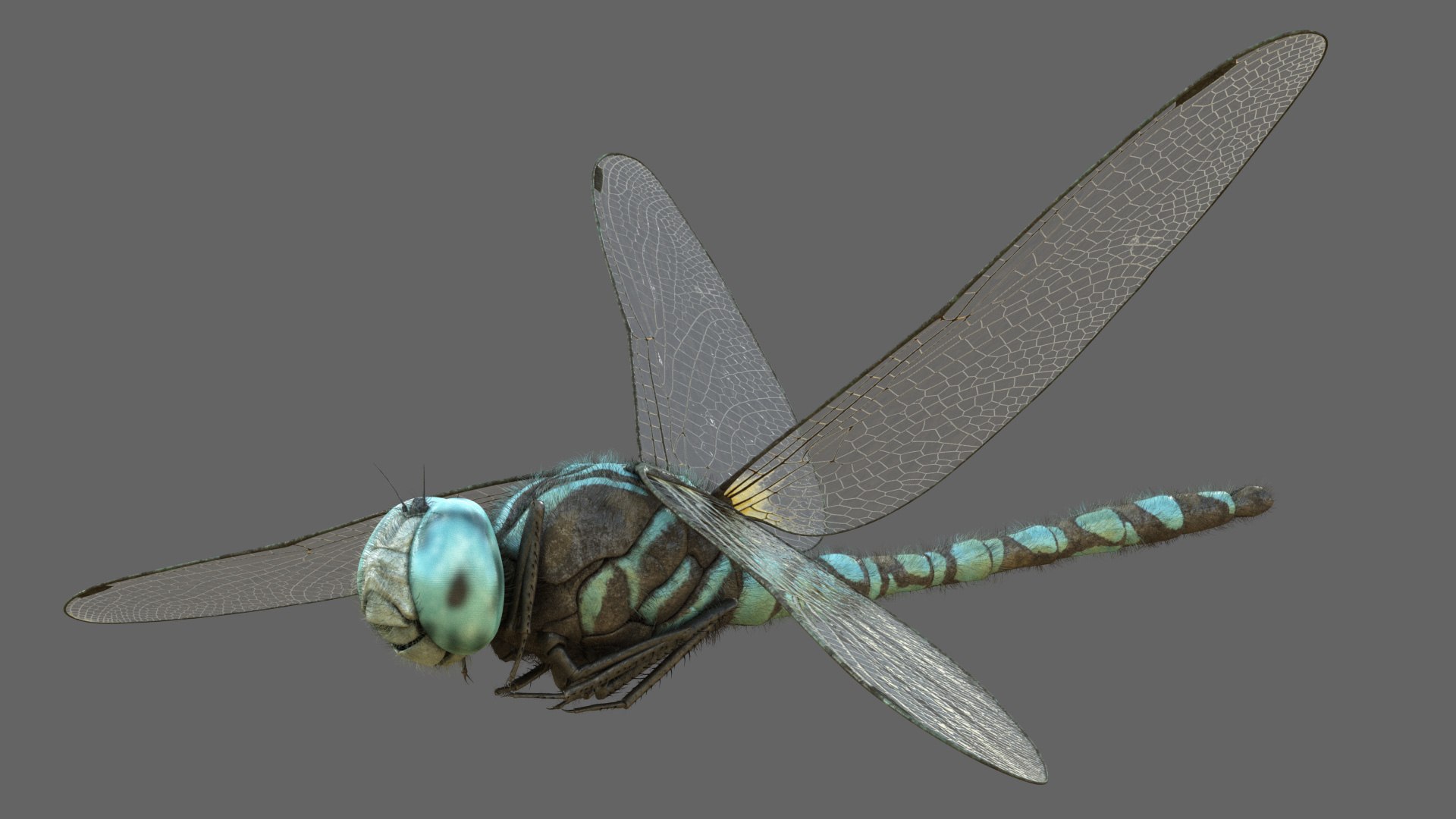 3D Dragonfly Rigged Animated 8K PBR Textures model - TurboSquid 2002495