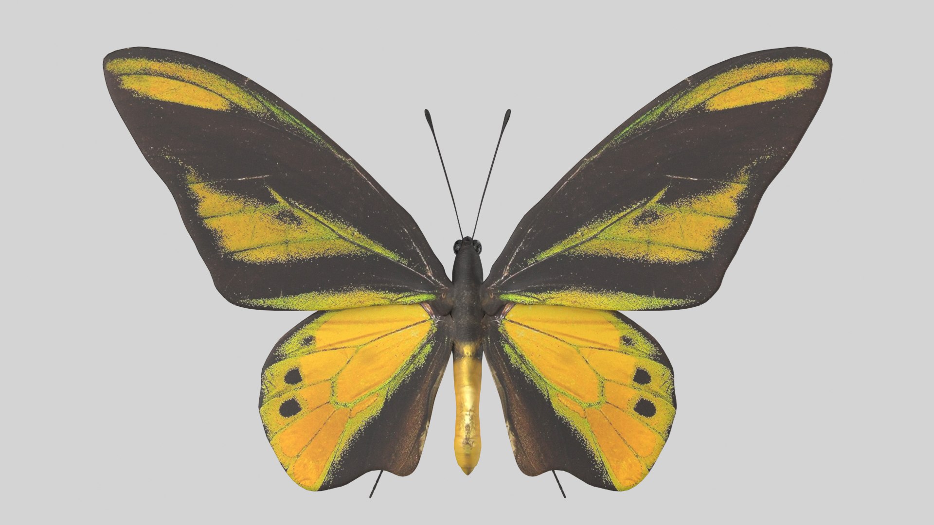 Chimaera Butterfly 3D Model - TurboSquid 2008513