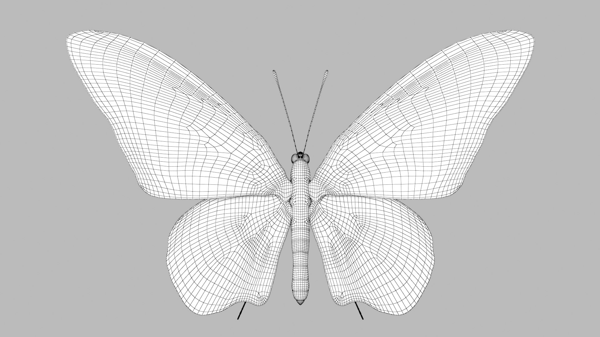 Chimaera Butterfly 3D Model - TurboSquid 2008513