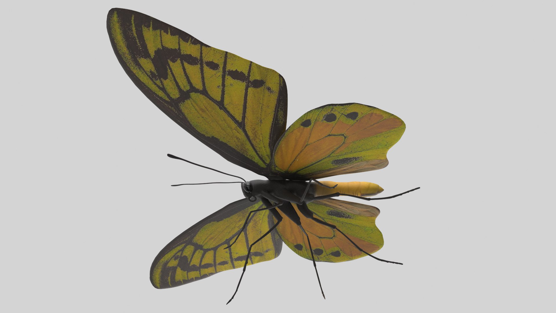 Chimaera Butterfly 3D Model - TurboSquid 2008513