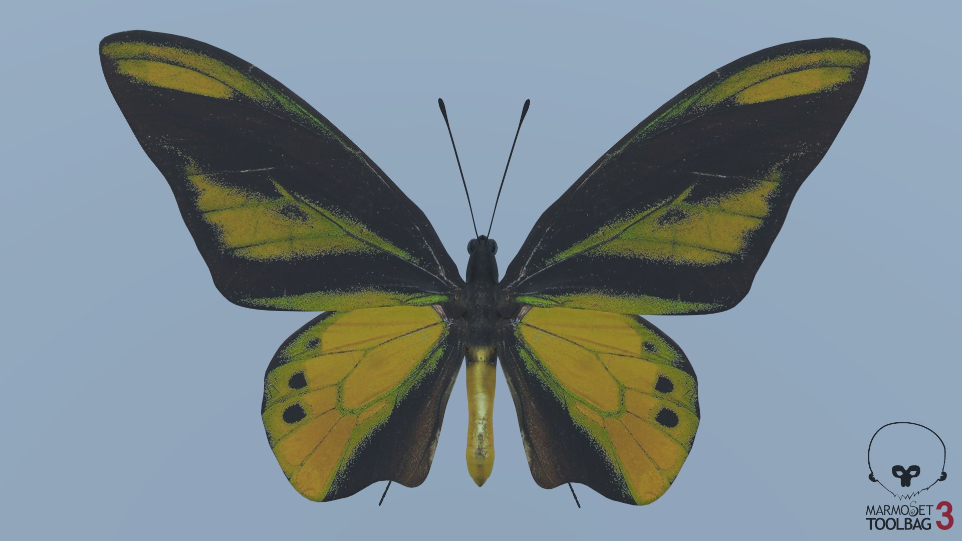 Chimaera Butterfly 3D Model - TurboSquid 2008513