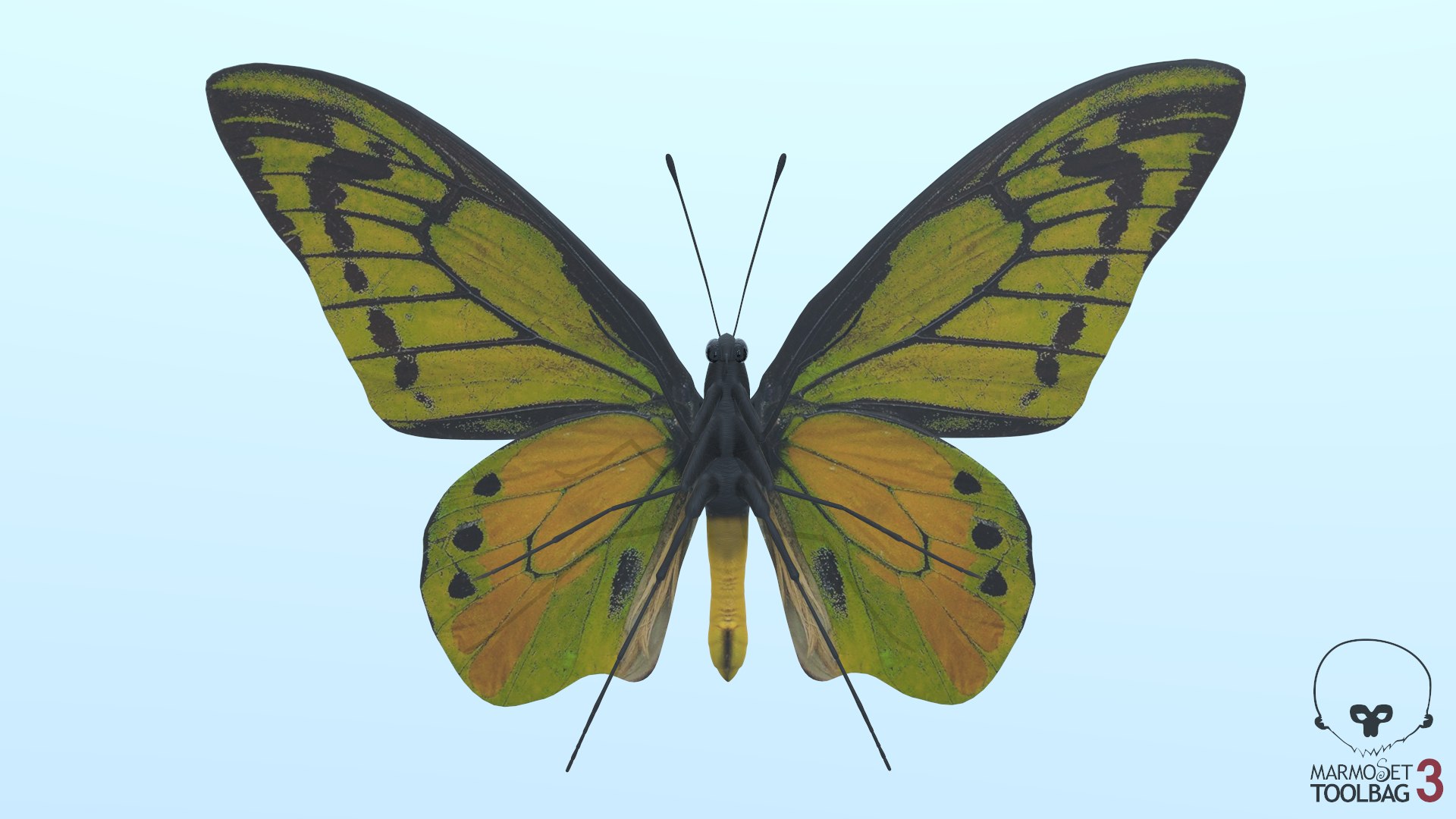 Chimaera Butterfly 3D Model - TurboSquid 2008513