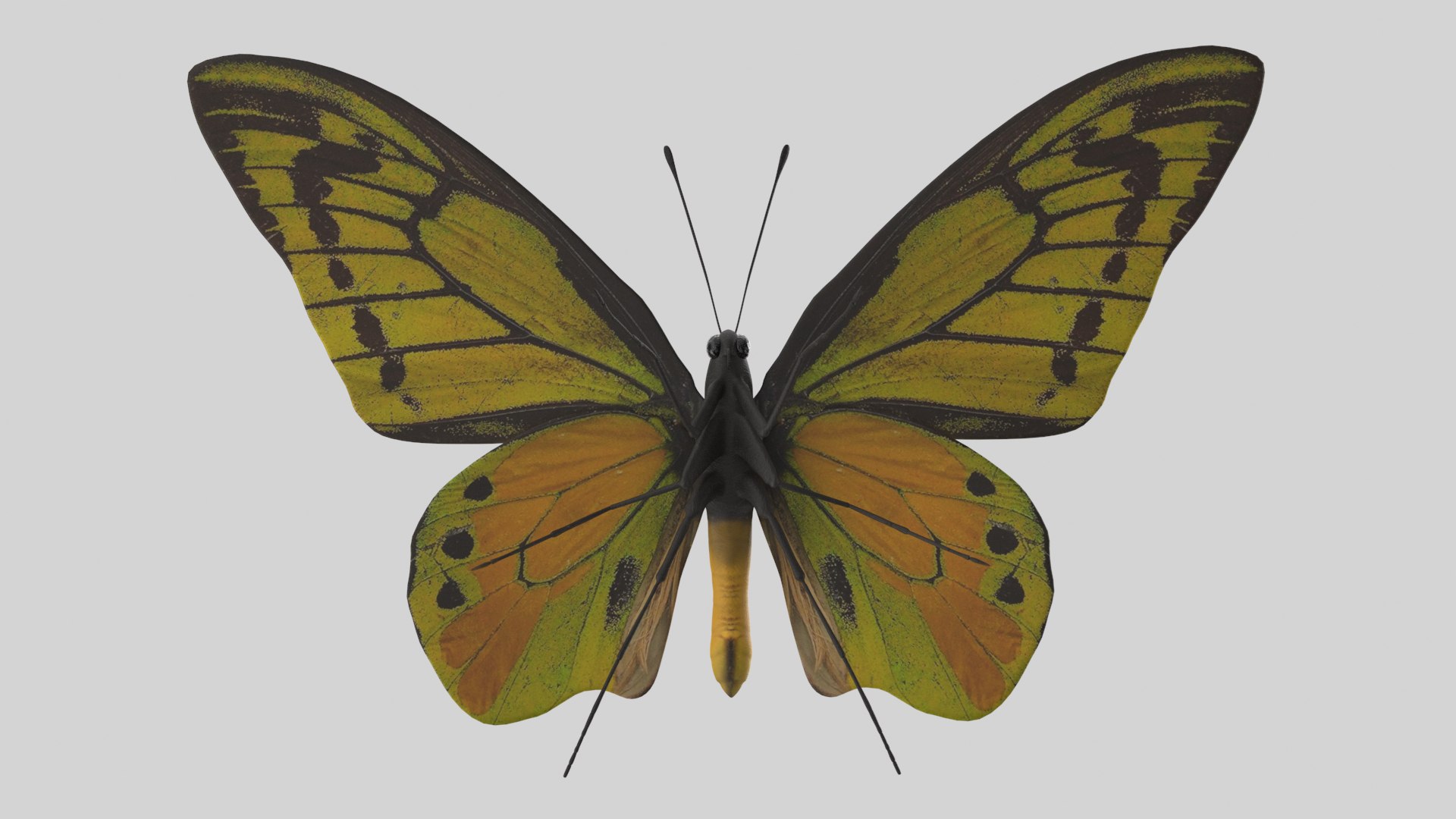 Chimaera Butterfly 3D Model - TurboSquid 2008513