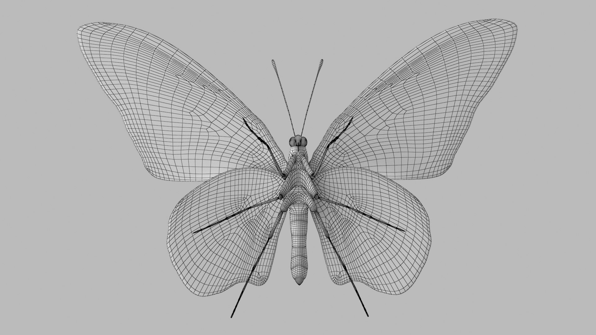 Chimaera Butterfly 3D Model - TurboSquid 2008513