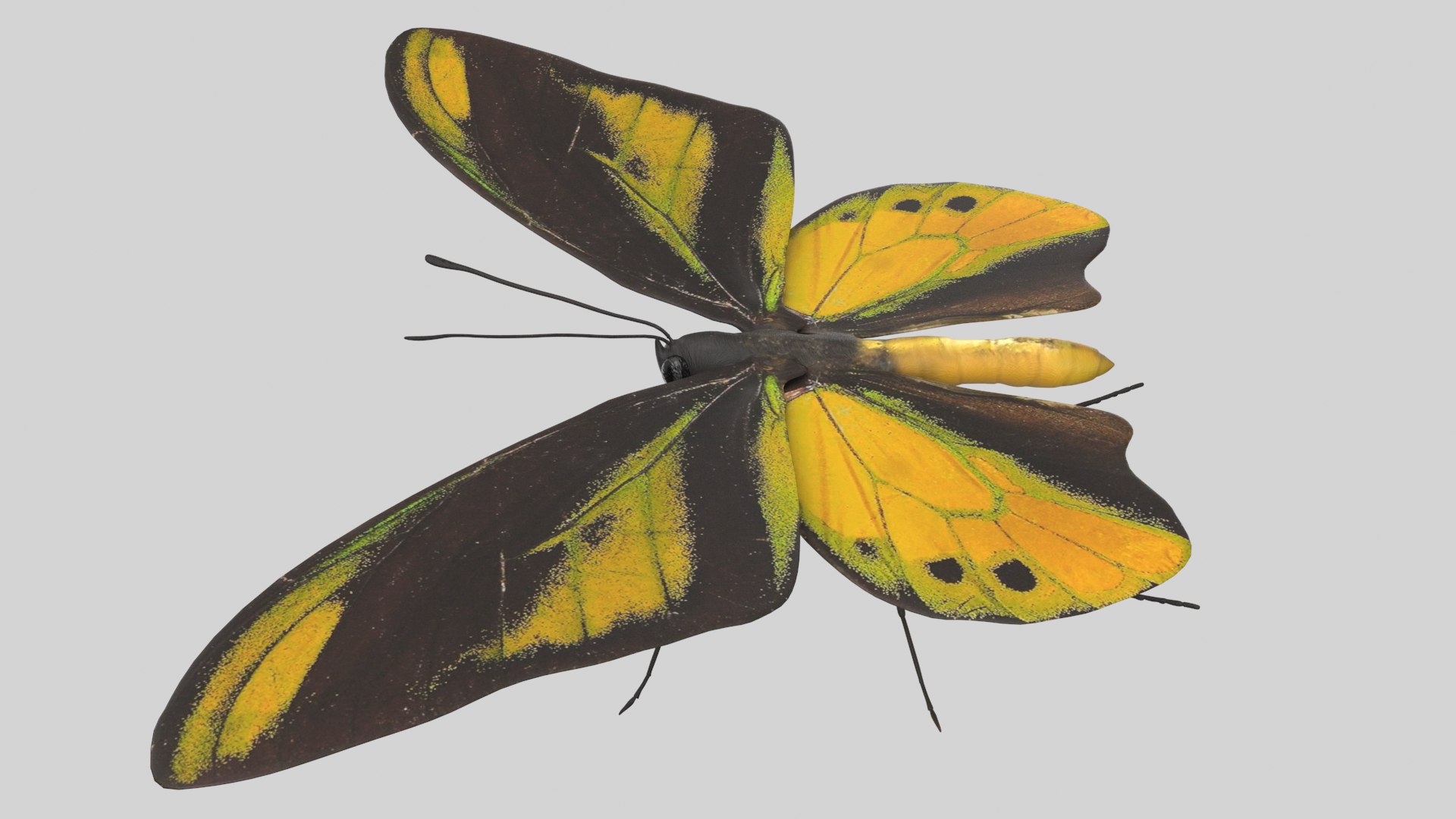 Chimaera Butterfly 3D Model - TurboSquid 2008513