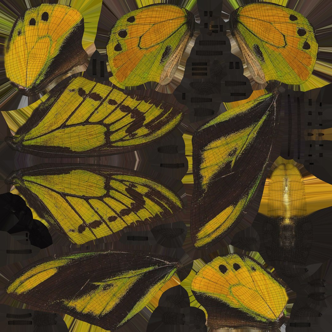 Chimaera Butterfly 3D Model - TurboSquid 2008513