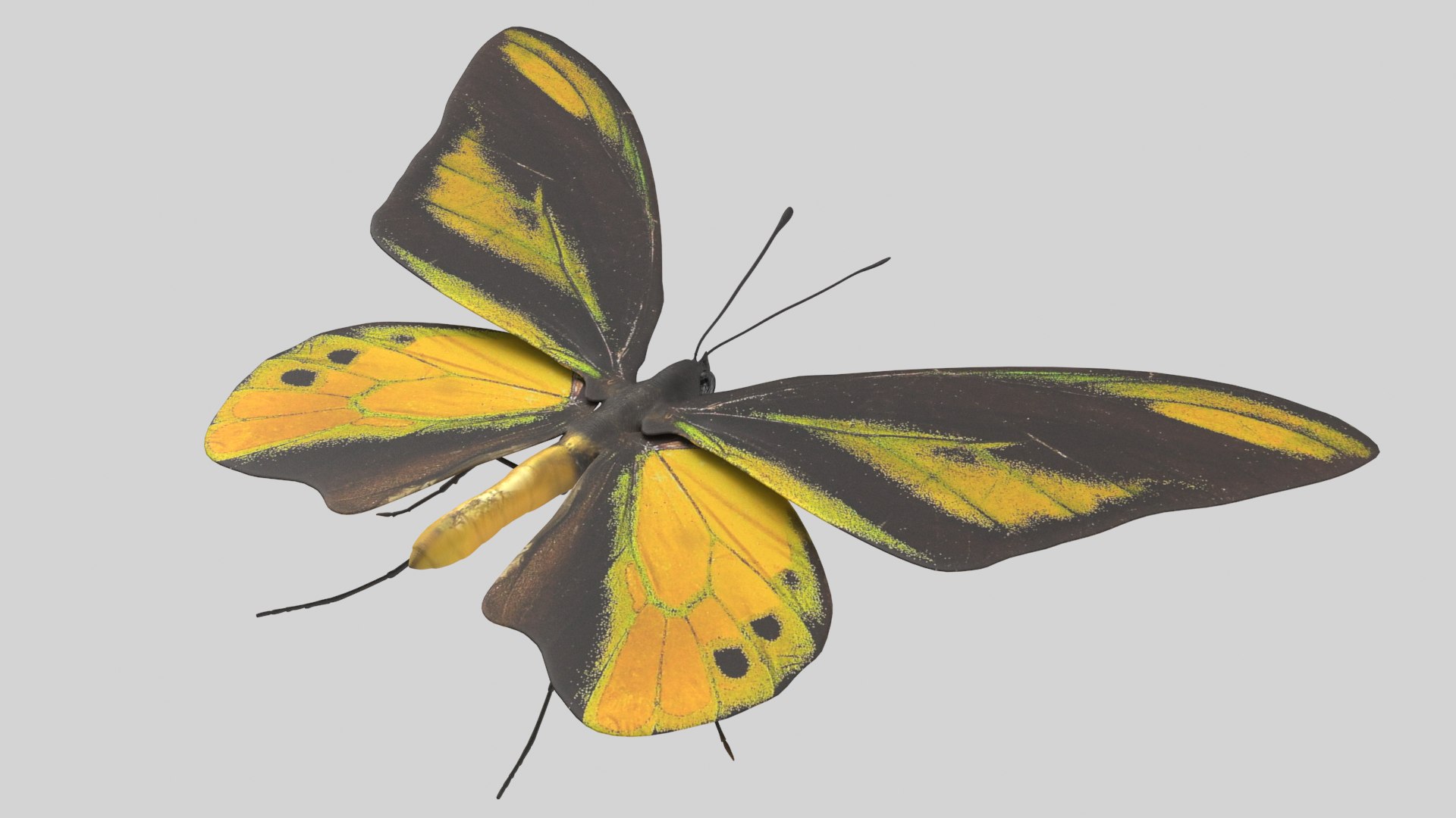 Chimaera Butterfly 3D Model - TurboSquid 2008513