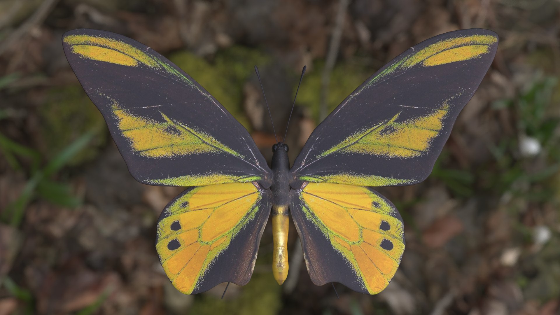 Chimaera Butterfly 3D Model - TurboSquid 2008513
