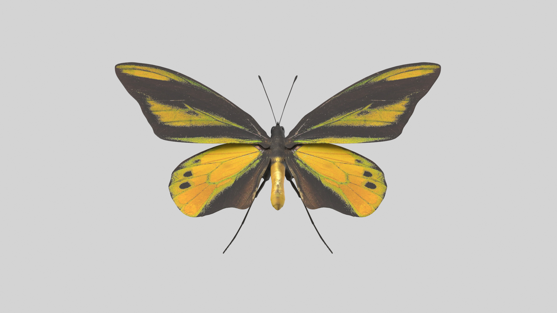 Chimaera Butterfly 3D Model - TurboSquid 2008513