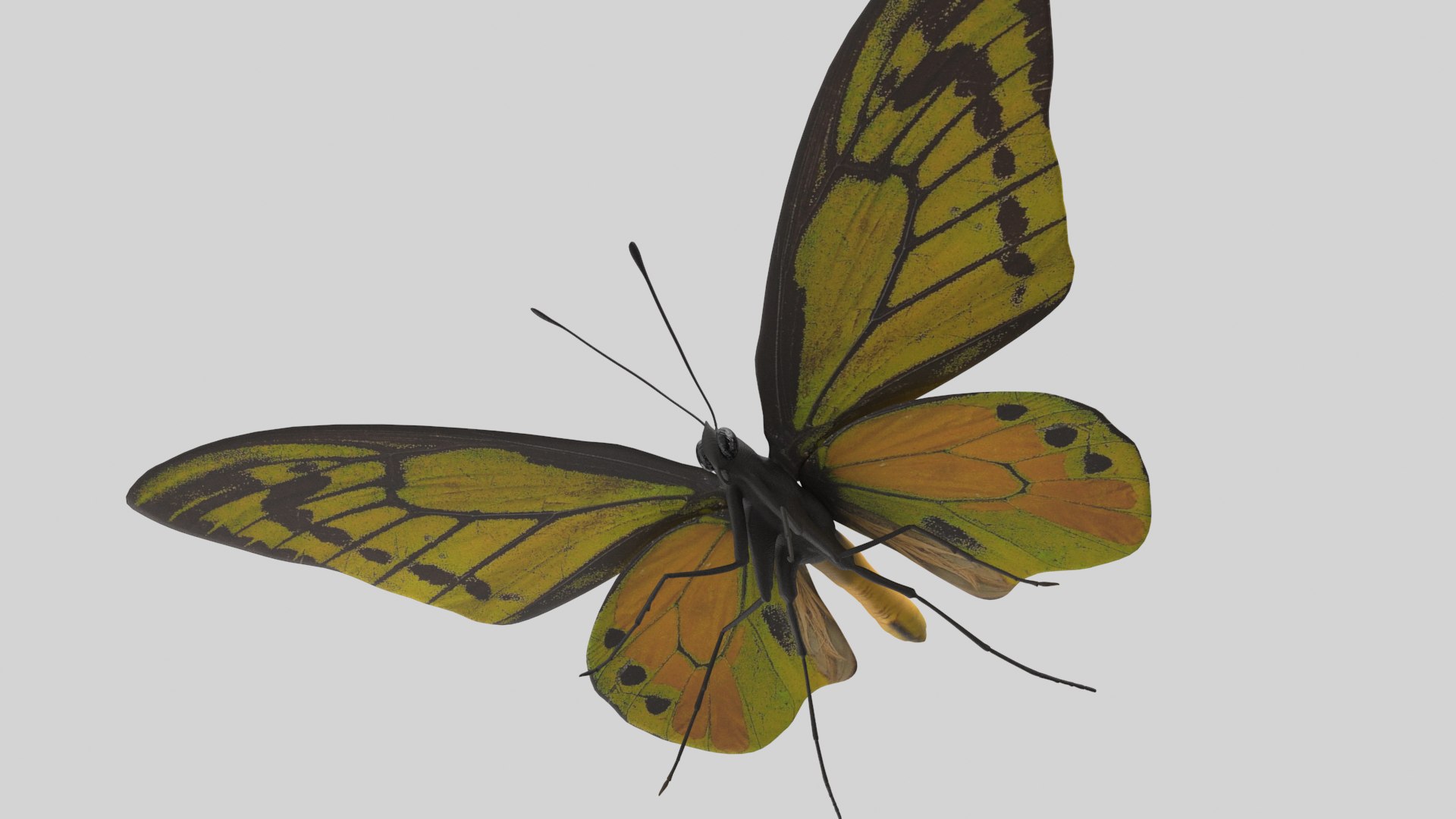 Chimaera Butterfly 3D Model - TurboSquid 2008513