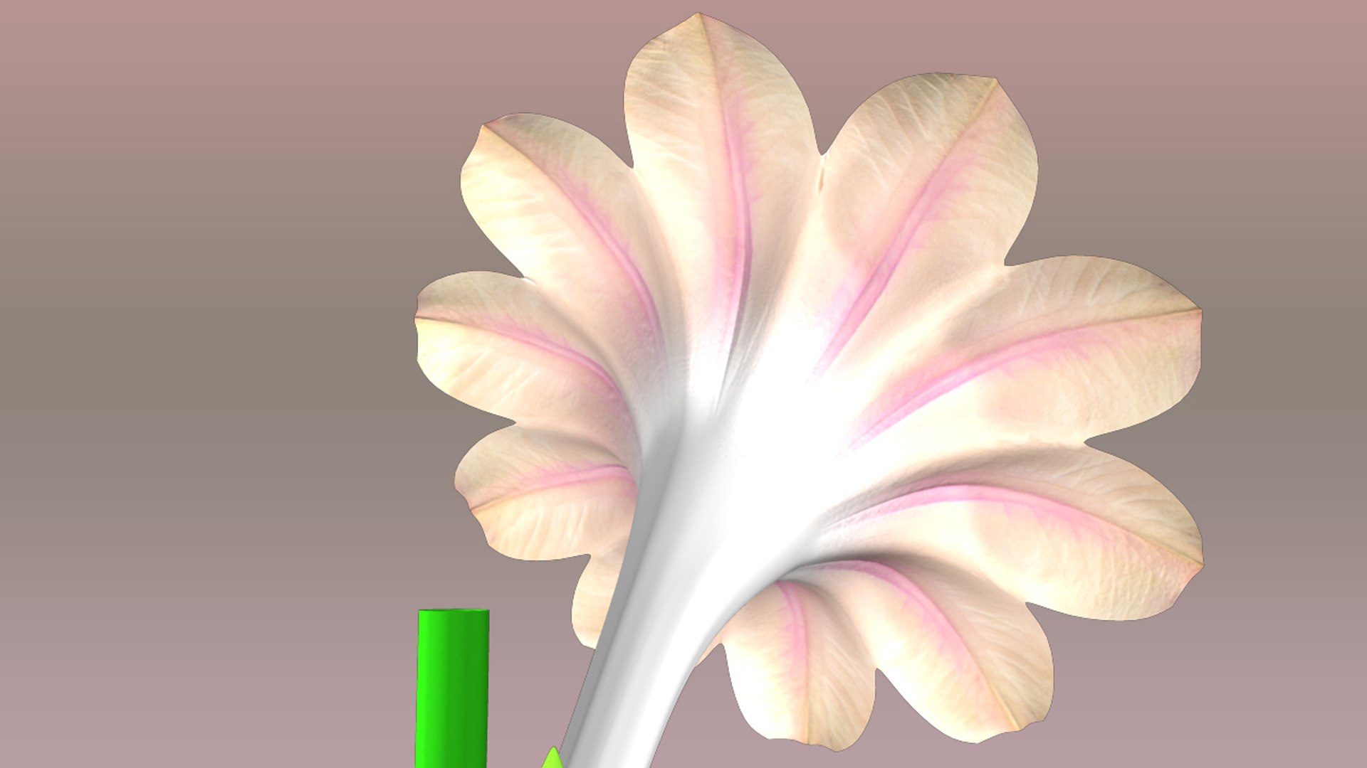 Flower Structure 3d Model