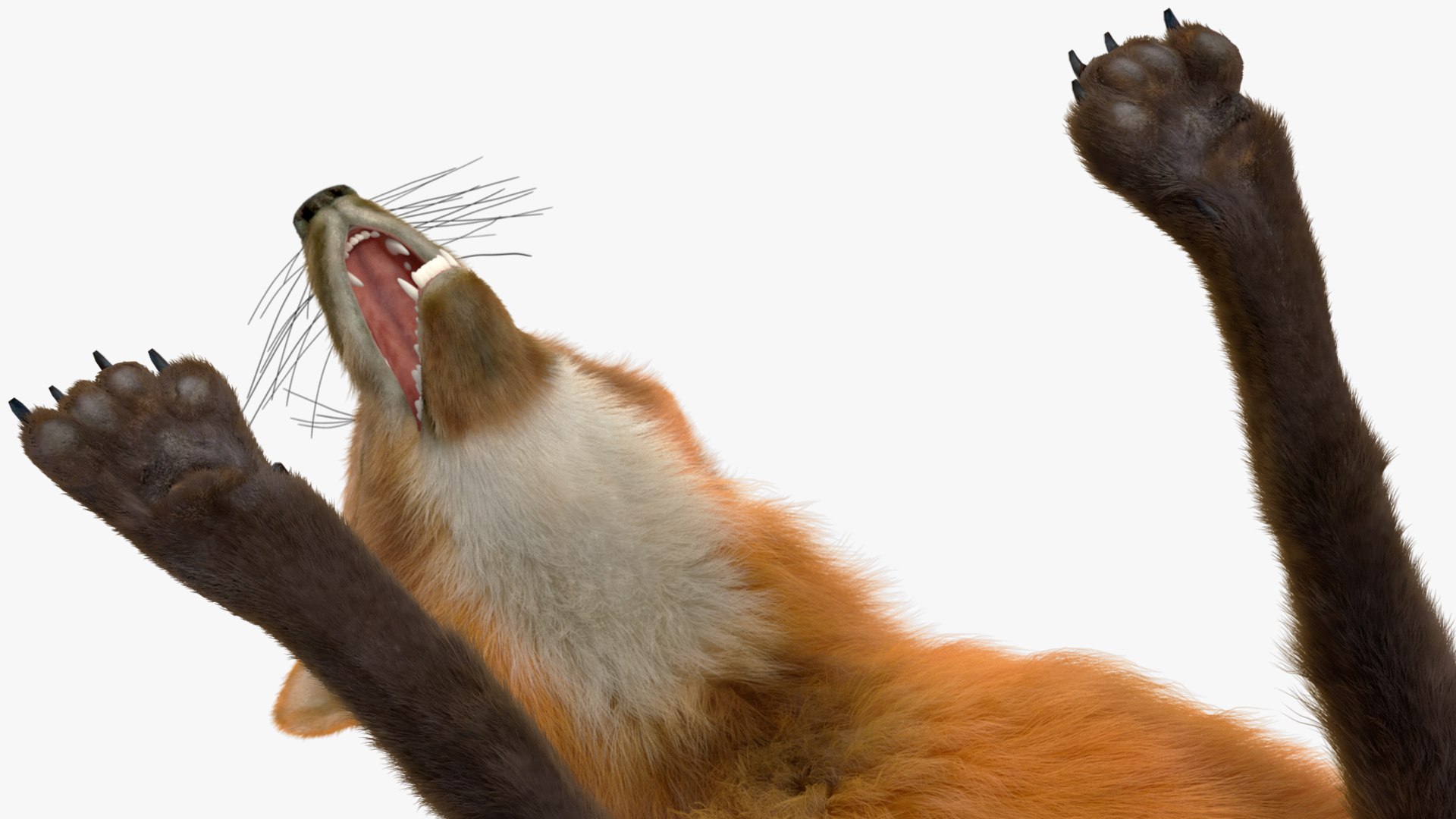 Maned Wolf Eating Pose Fur 3D - TurboSquid 2202001