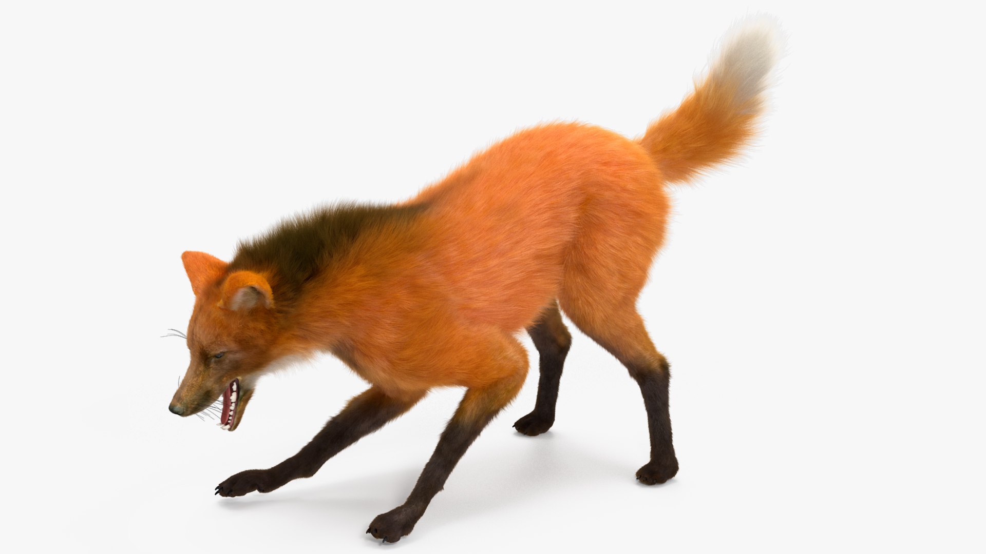 Maned Wolf Eating Pose Fur 3D - TurboSquid 2202001