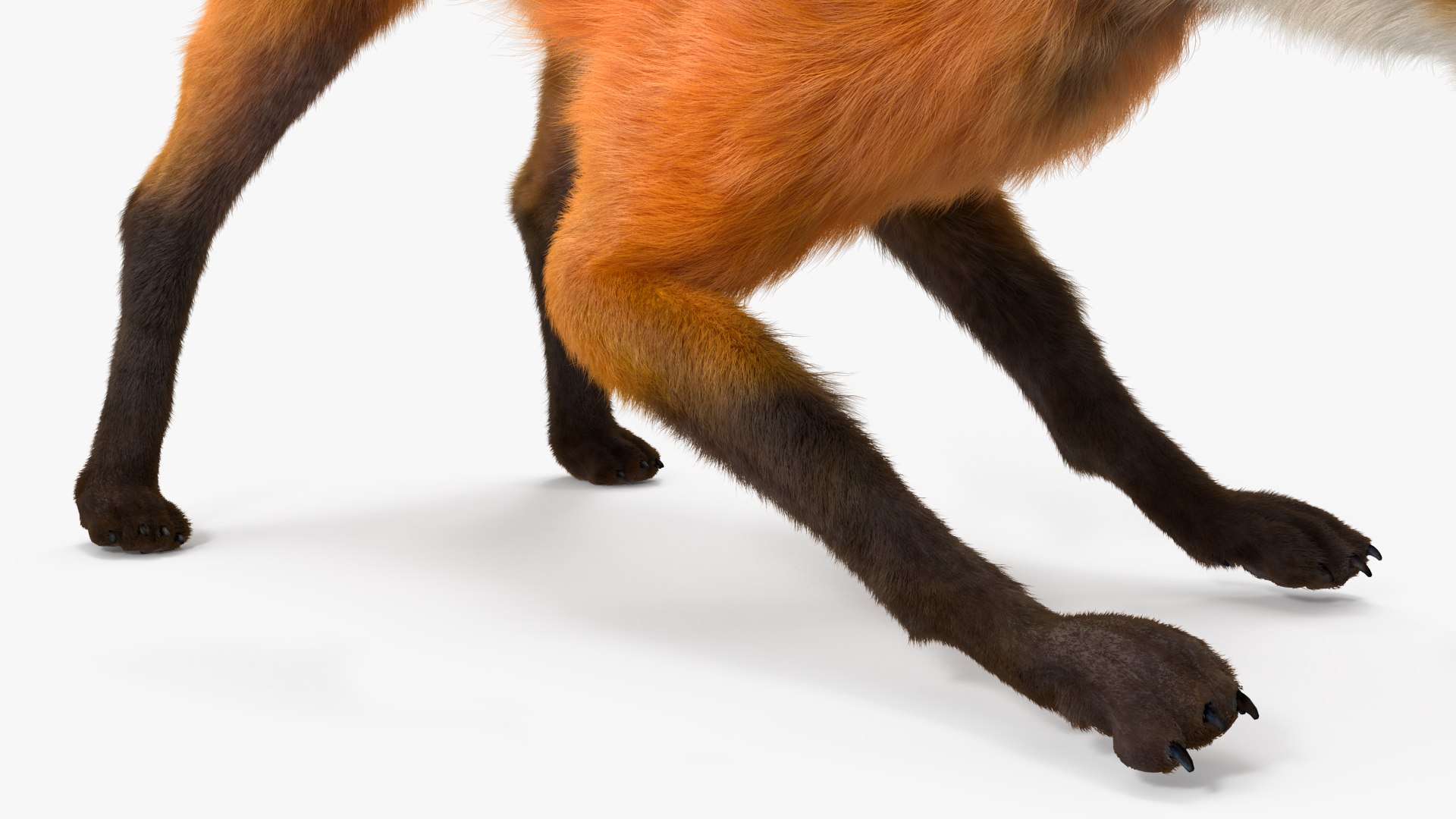 Maned Wolf Eating Pose Fur 3D - TurboSquid 2202001