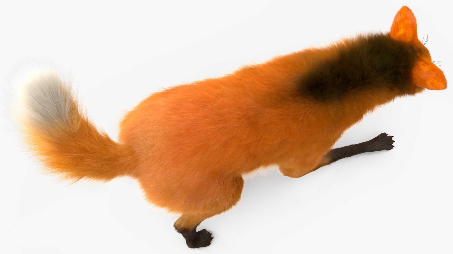 Maned Wolf Eating Pose Fur 3D - TurboSquid 2202001