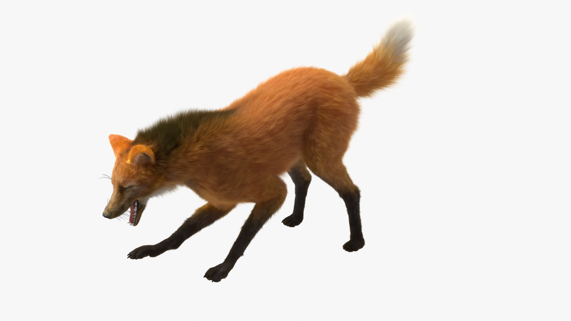 Maned Wolf Eating Pose Fur 3D - TurboSquid 2202001