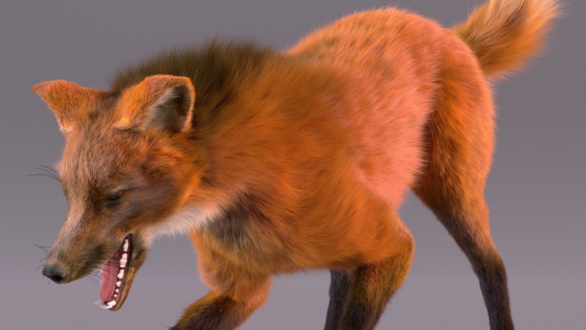 Maned Wolf Eating Pose Fur 3D - TurboSquid 2202001