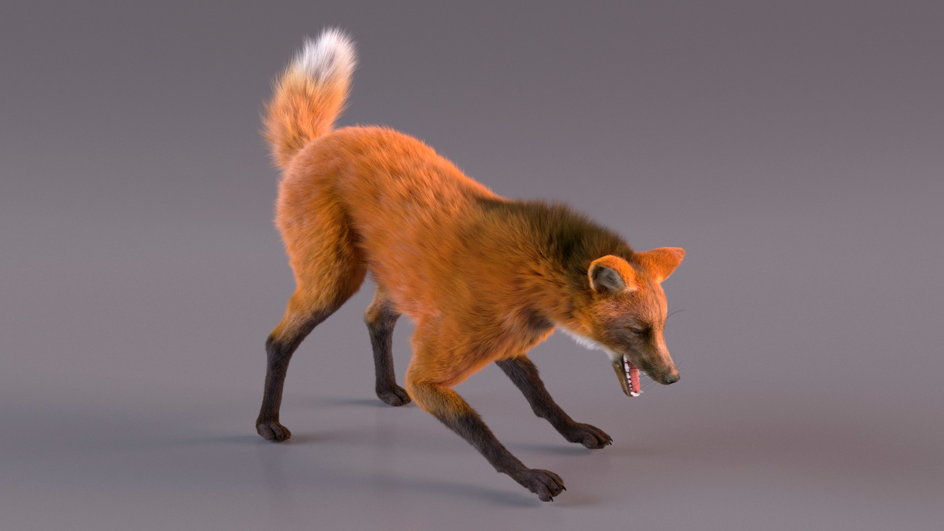 Maned Wolf Eating Pose Fur 3D - TurboSquid 2202001