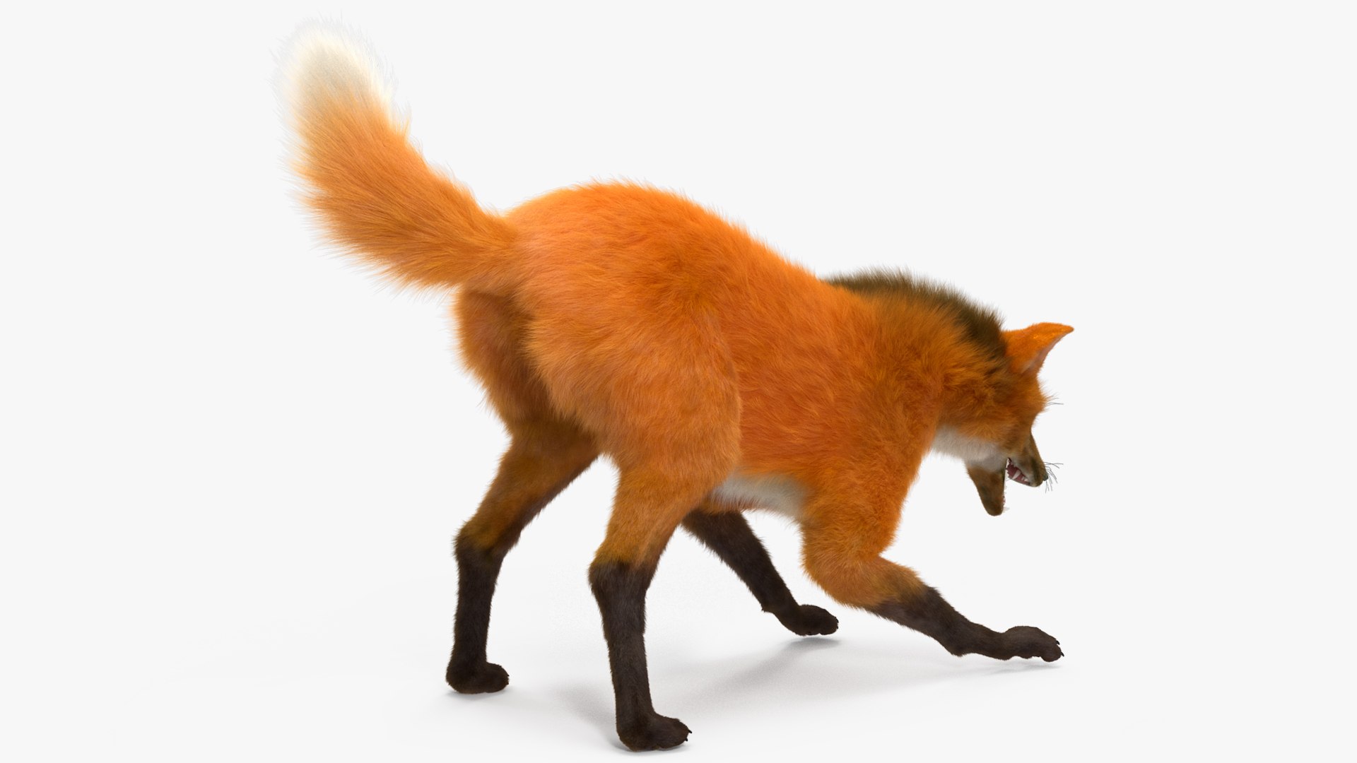 Maned Wolf Eating Pose Fur 3D - TurboSquid 2202001