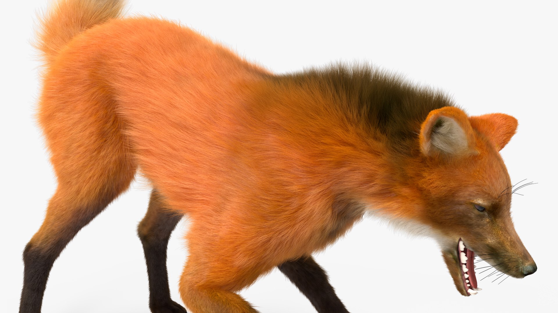 Maned Wolf Eating Pose Fur 3D - TurboSquid 2202001
