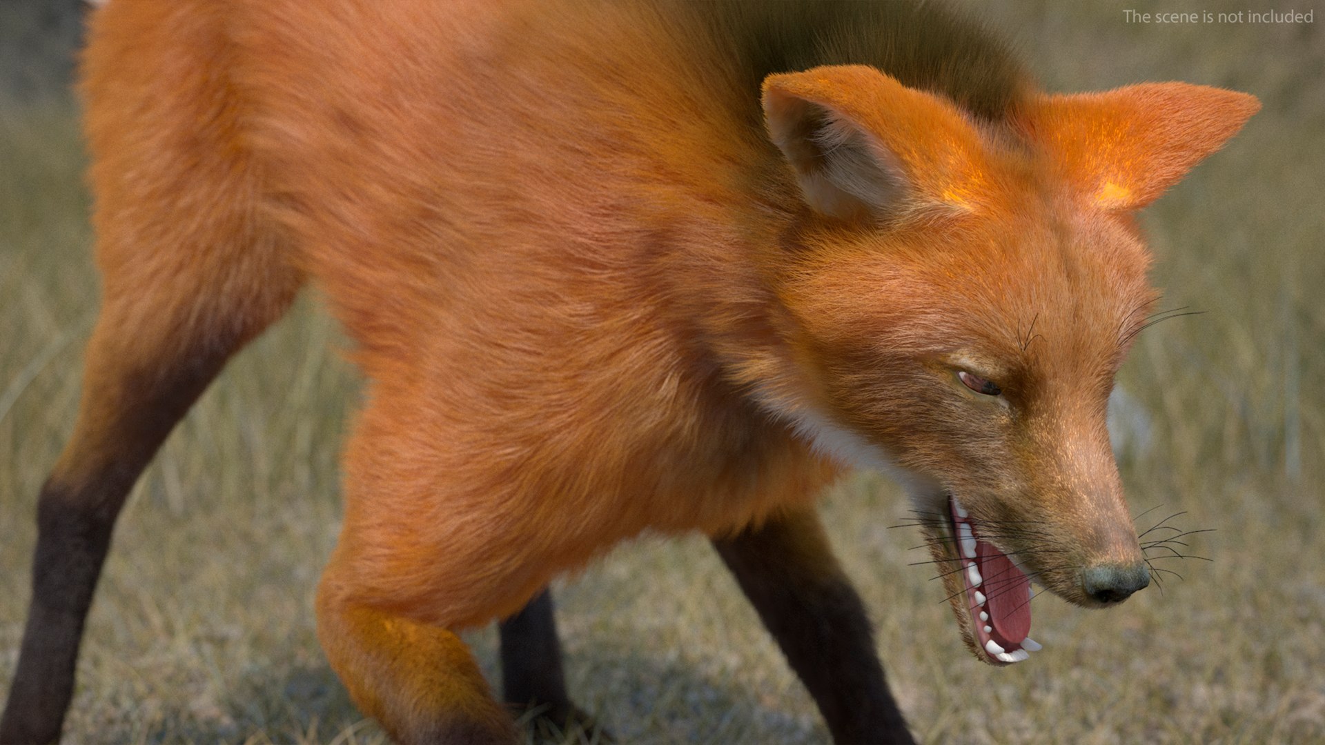 Maned Wolf Eating Pose Fur 3D - TurboSquid 2202001