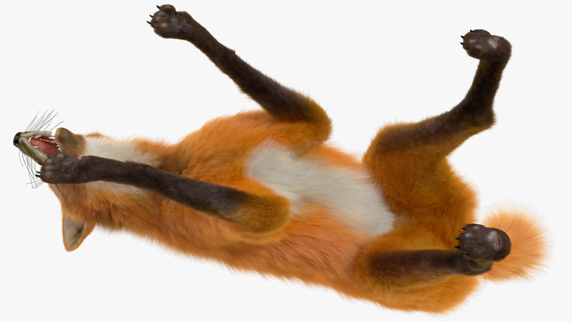 Maned Wolf Eating Pose Fur 3D - TurboSquid 2202001