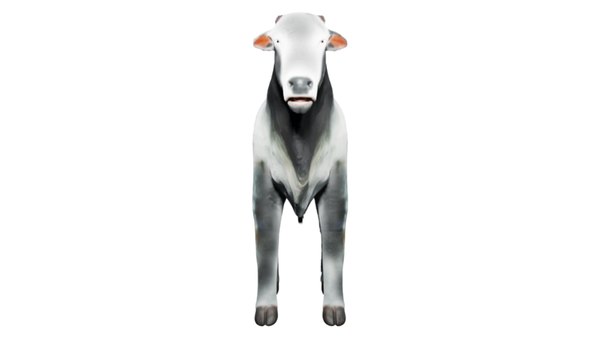 Musk Ox 3D Models for Download | TurboSquid